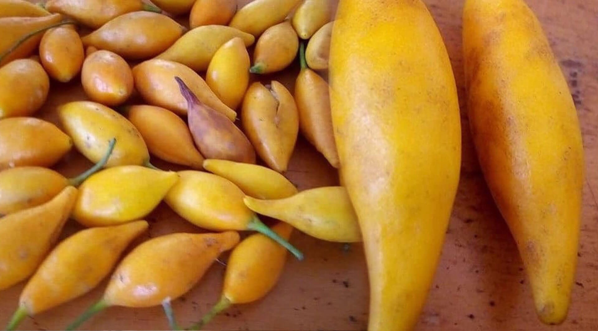 Was ist Iboga | wo kommt sie her | exklusiv 2022